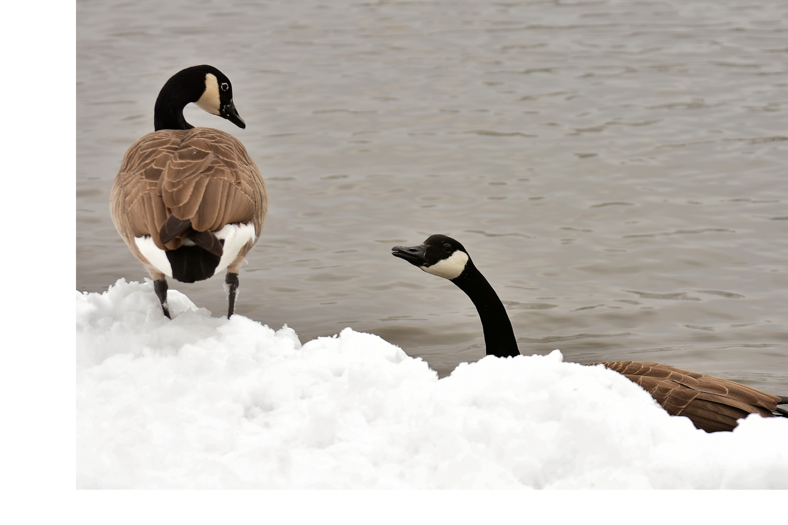 Today's Video: The Christmas Geese (A Children's Story about Jesus ...