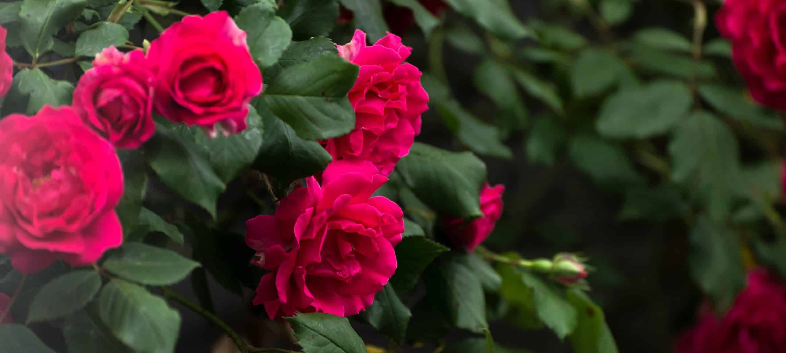 Safeguarding of Creation - Catholic Telegraph