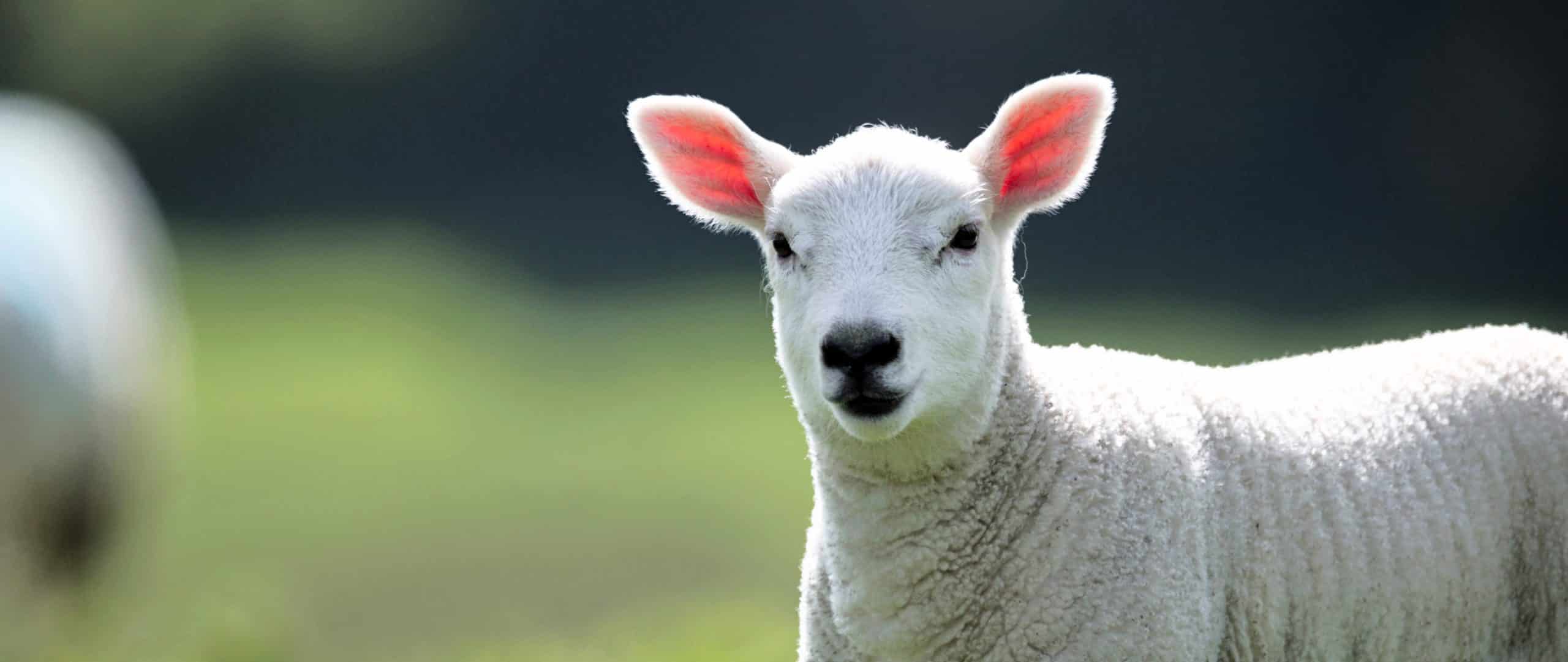 The origins of St. Agnes, child saint and martyr - Catholic Telegraph